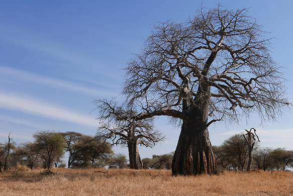 Tanzania Luxury Safari | Biotrek Adventure Travel Tours